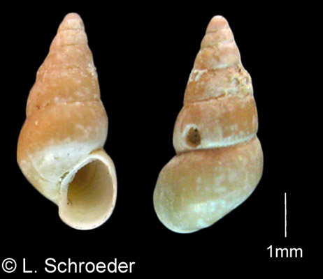 Gastropods - Rissoidae, Barleeidae, Caecidae, Vermetidae